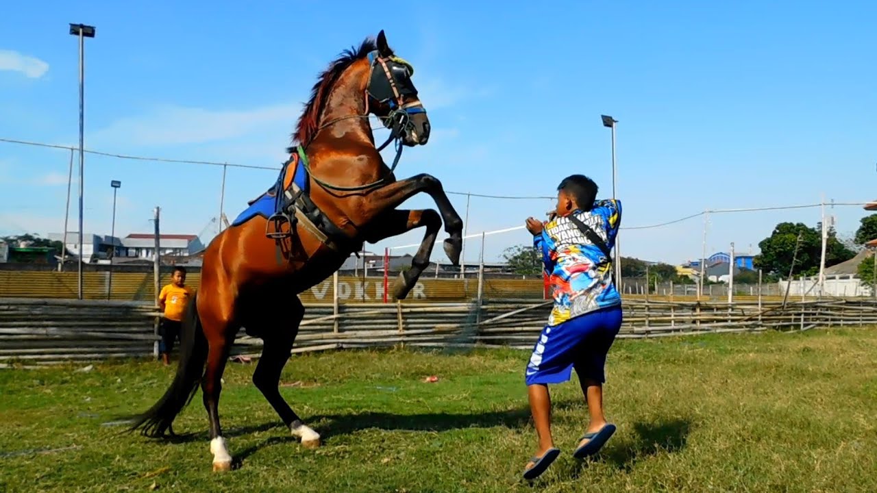KUDA DELMAN 🎯 TONI !!! Bocah sang penakluk kuda besar dan gagah || kuda ...