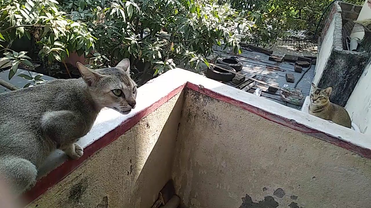 Conversation between two stranger cats - YouTube