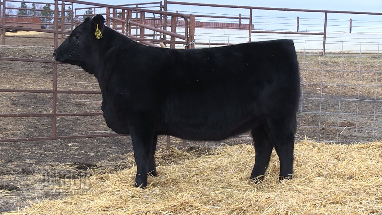 The Angus Report, Dec. 21, 2015: Top News - YouTube