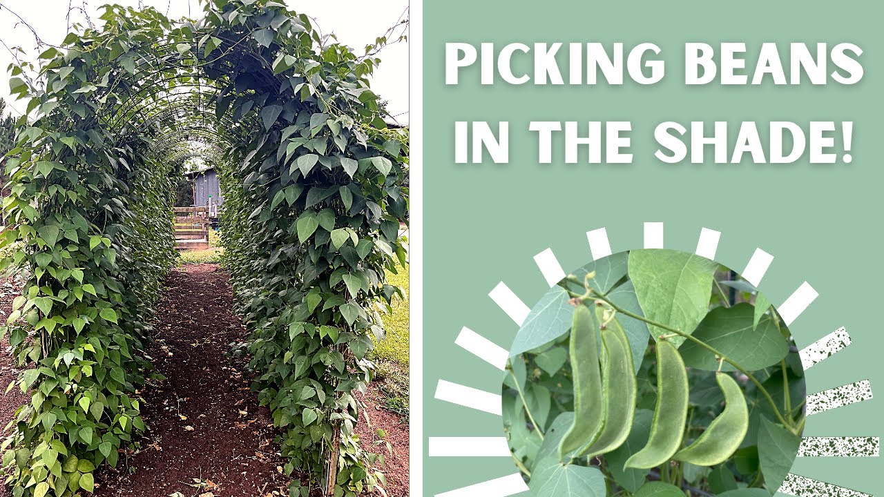 THE ULTIMATE POLE BEAN TRELLIS! -- *FULL GARDEN TOUR* - YouTube