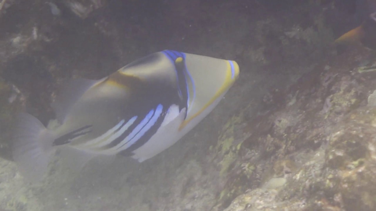 Lagoon Triggerfish - YouTube