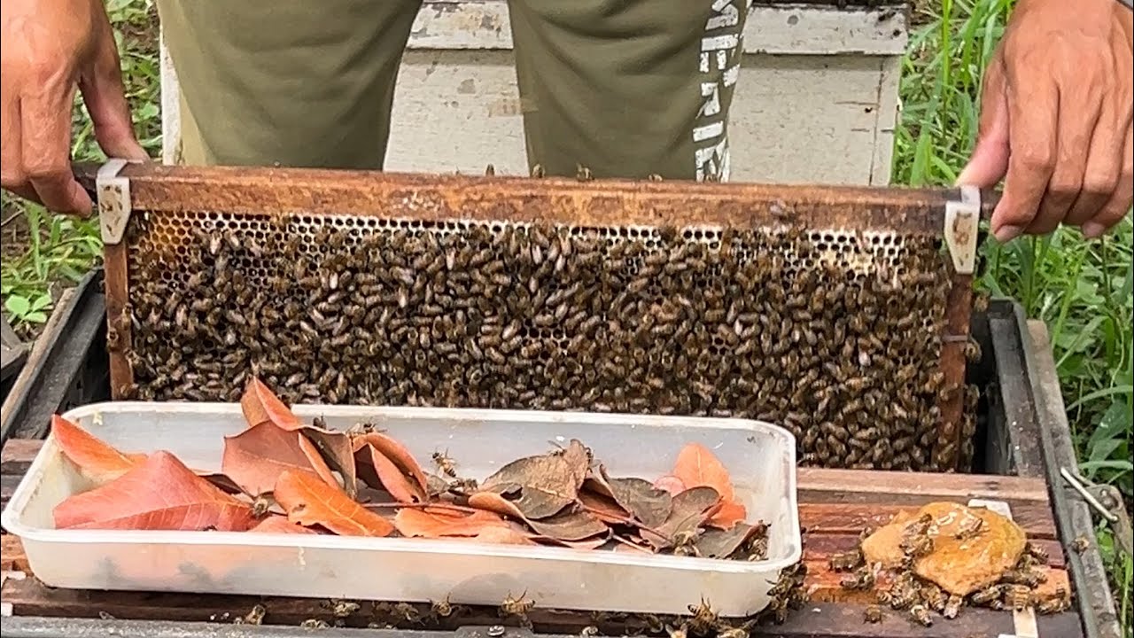 Checking bee and create a new queen - YouTube