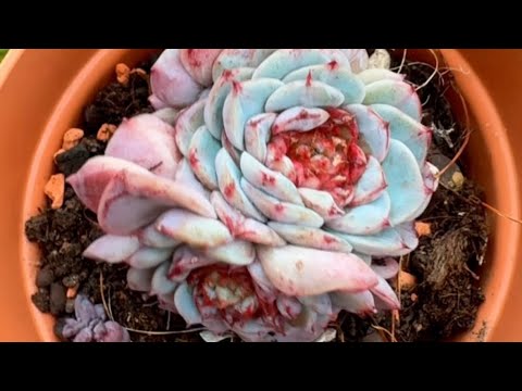 SUKULENTLERİM BAHARIN SÜPRİZ SOĞUĞUNU YAŞIYOR #sukulentbakımı 