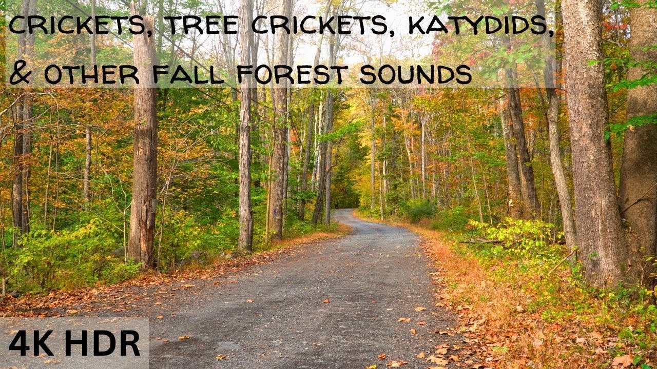 Crickets, tree crickets, katydids & other fall forest sounds 4k HDR ...