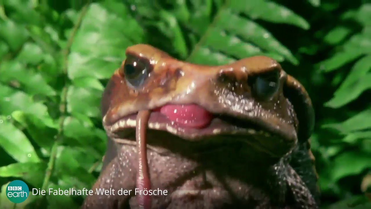 Die fabelhafte Welt der Frösche - YouTube
