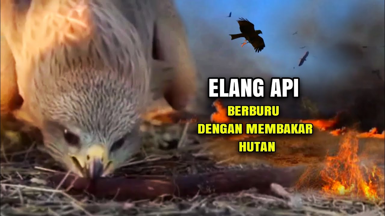 ELANG API 🔥- BURUNG PEMBAKAR HUTAN - YouTube
