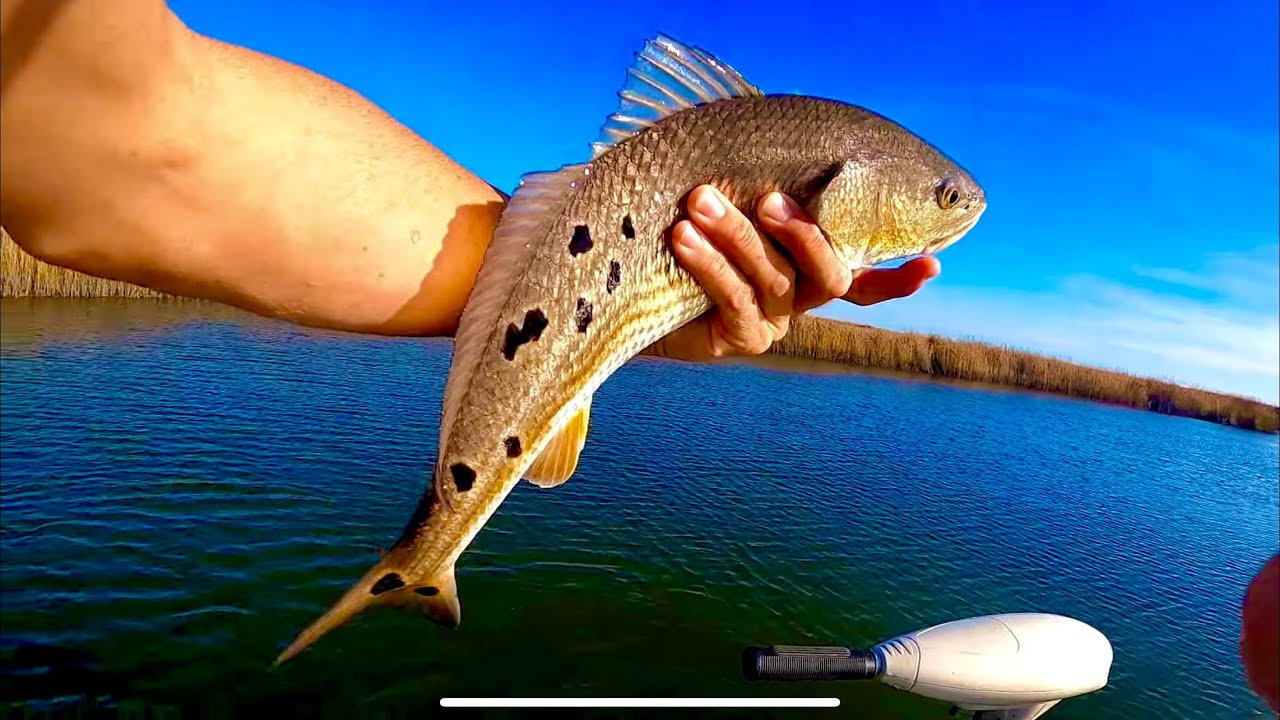 Super inshore slam! Redfish, bass, Speckledtrout, and flounder! Epic ...