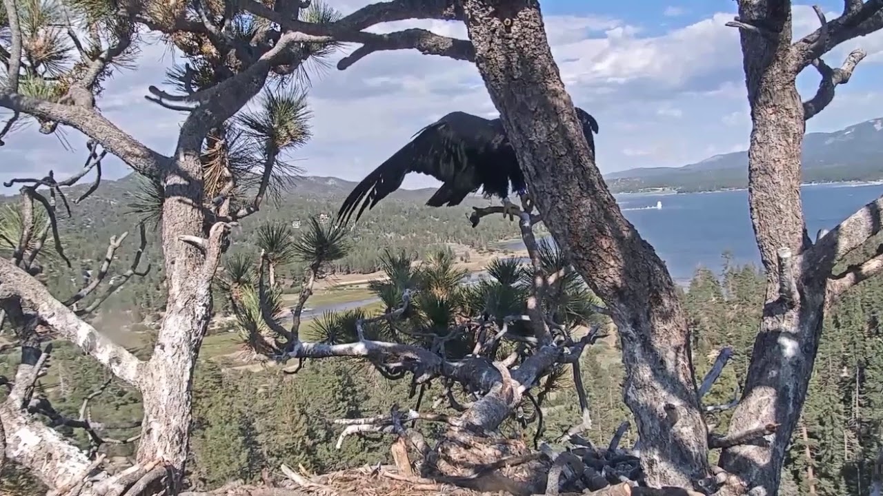 7-12-19 Big Bear Eagles- Simba- Winger Extraordinaire! - YouTube