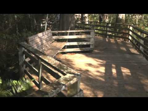 Corkscrew Swamp Sanctuary - YouTube