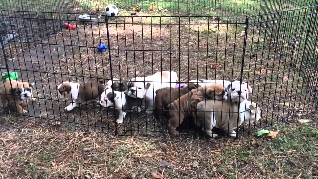 Puppies out back 2 - YouTube