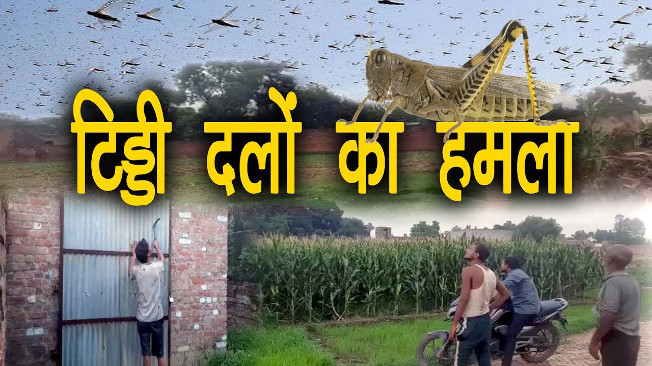 TIDDI DAL टिड्डी दल - YouTube