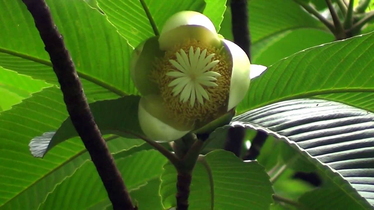 Fruits Of Bangladesh Chulta Chalta চালতা ফল flower Dillenia indica ...