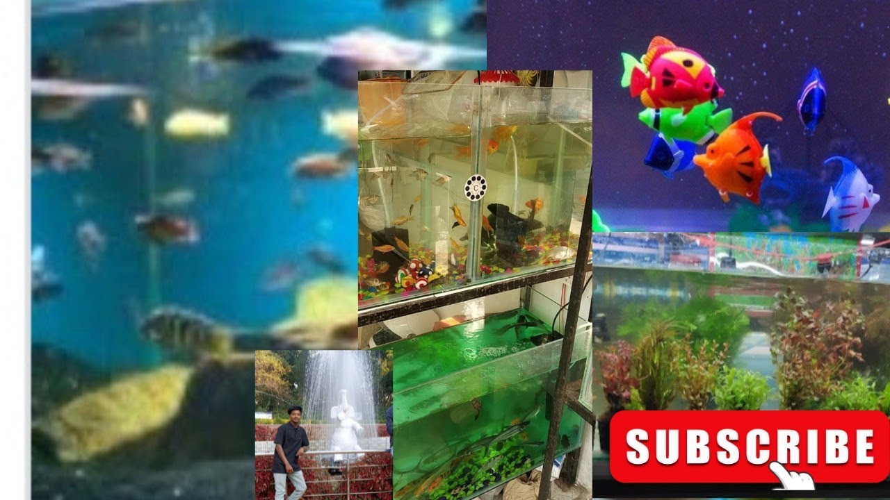 Very beautiful😍 # Aquarium🥰🐋🧜‍♂️# Ormanjhi Ranchi😍# best💯 # fish🐠🐋🐟 ...