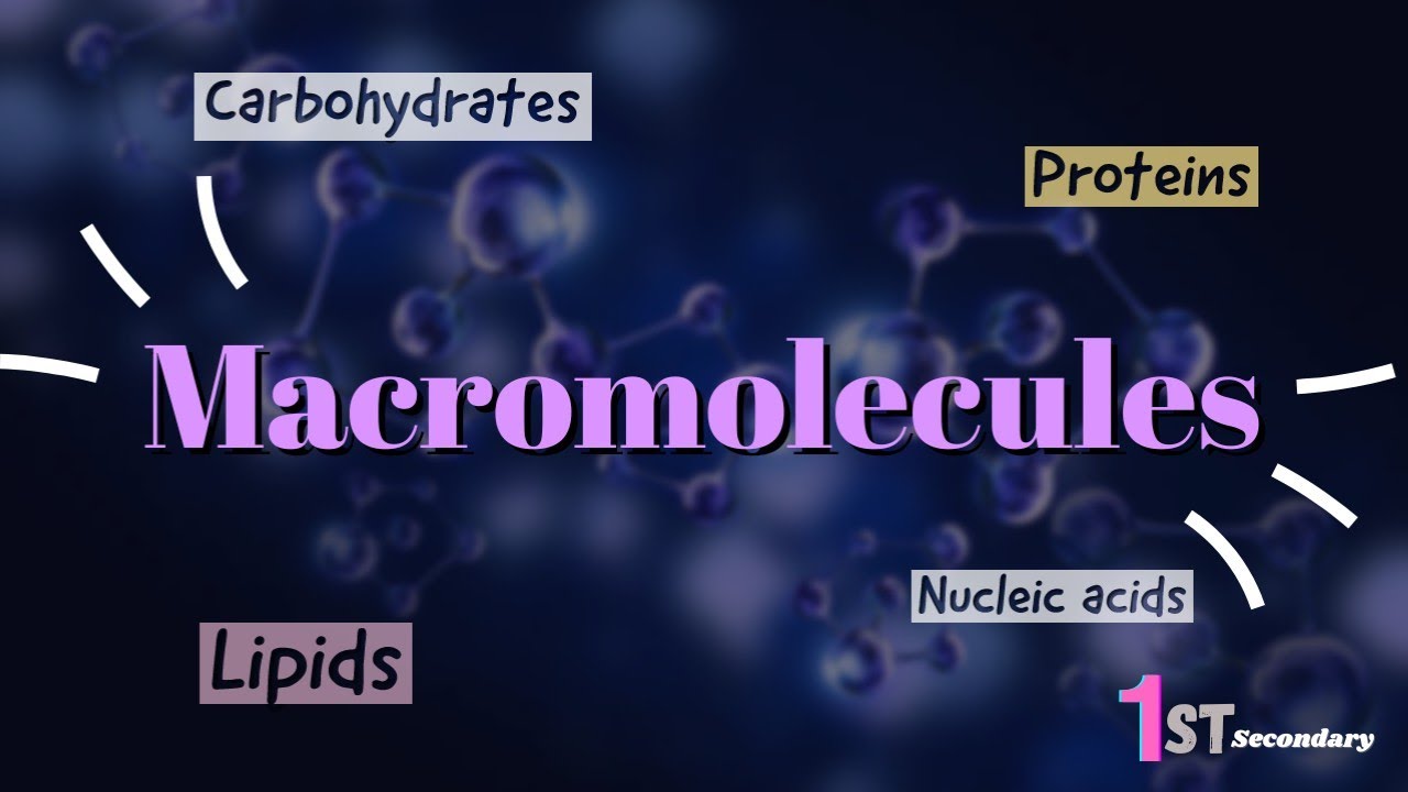 شرح ال Macro - molecules (basics of biology ) - YouTube