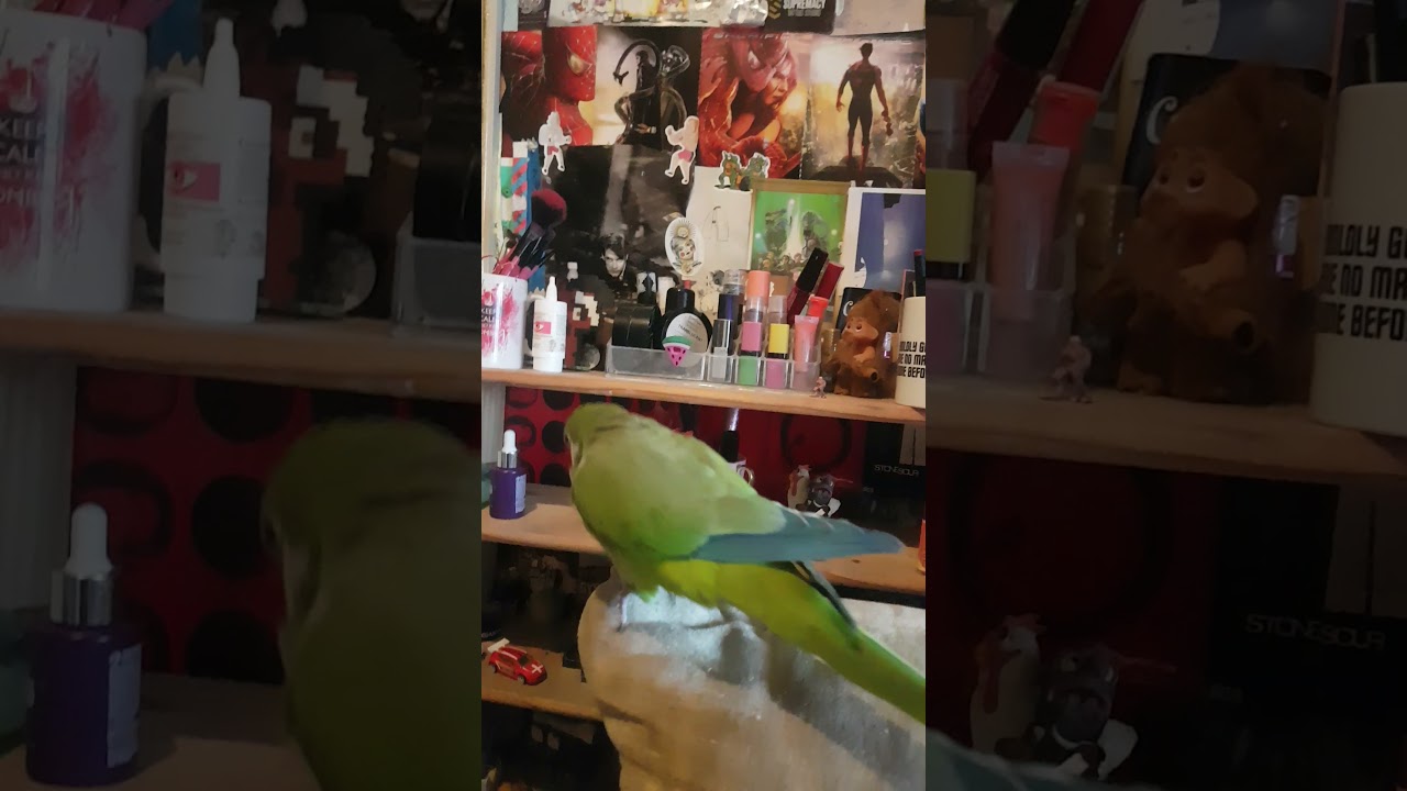 Navi the emo parrot - YouTube