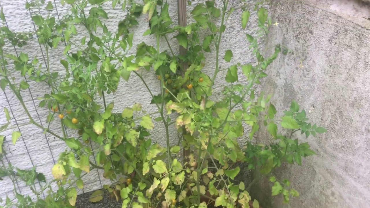 Buschtomaten ( Vom Kräuter Simon ) 2017 Teil 2 - YouTube