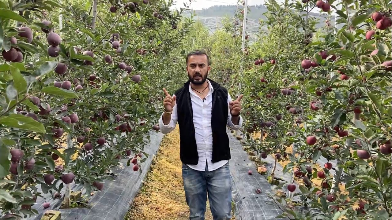 What is High density plantation (HDP) and it’s benefits. - YouTube