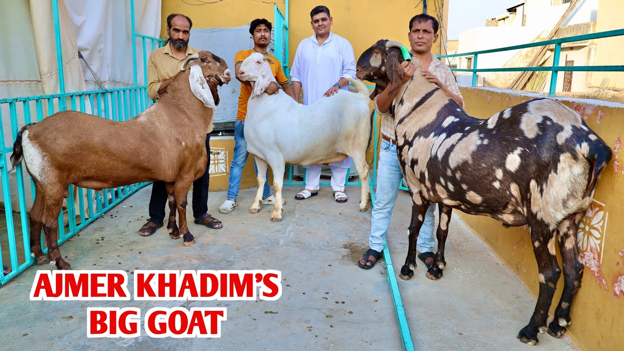 Heaviest Goats Self Feeding At Ajmer Sharif Khadim’s Syed Waiz Chishty ...