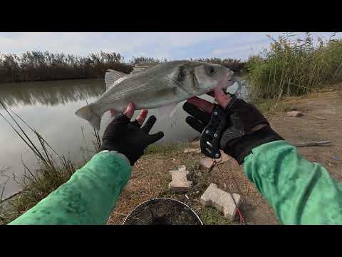 Keyifli seyirler dilerim#fishing #levrek #lrf #fish #bassfishing 