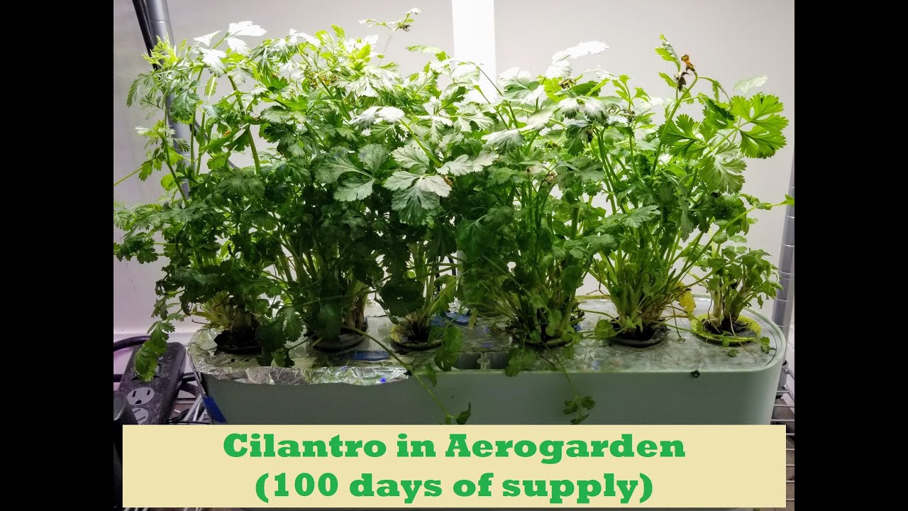Cilantro in Aerogarden Harvest Hydroponics System [100 Days of supply ...