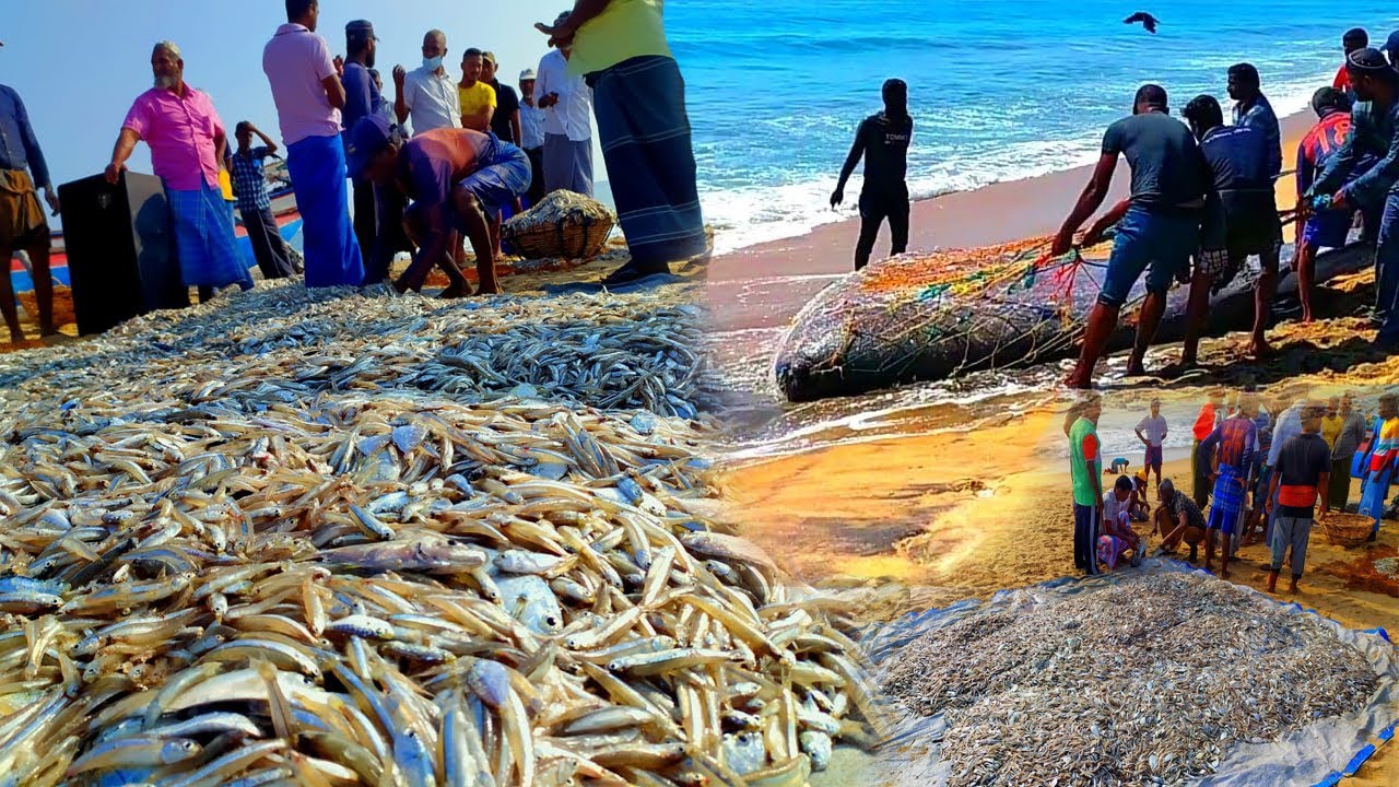 10 MILLION TINY FISH CATCHING, Ayira Meen Catching, Lucky Fisherman ...