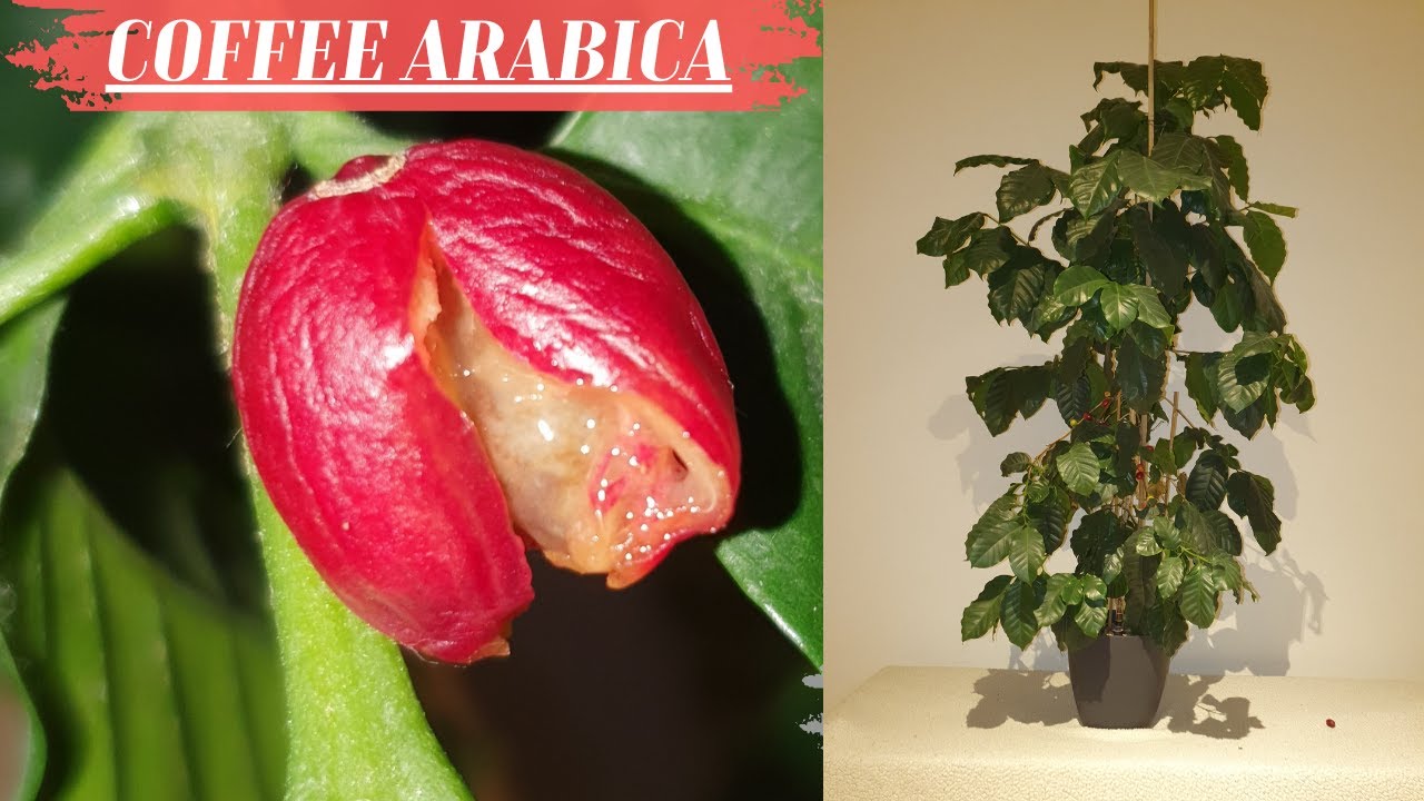 Coffee arabica plant care, Tips for coffee tree at home indoors in pot ...