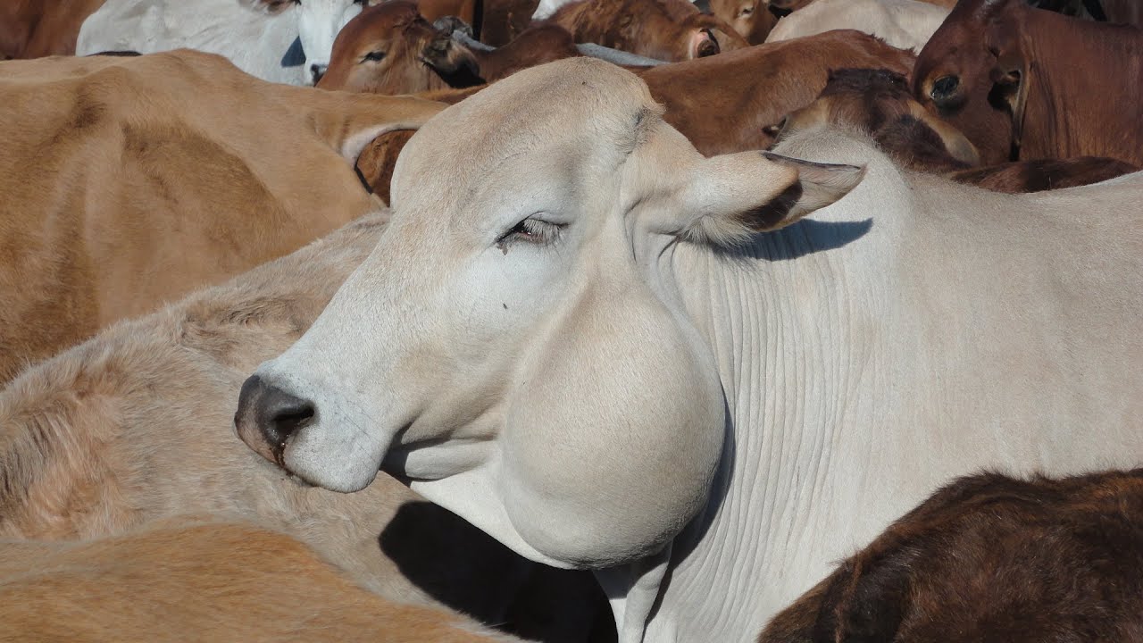 Salivary Mucocele or Cyst of cow 🐄 🐂 Honey cyst 🐄 🐂 Cisto salivar de ...