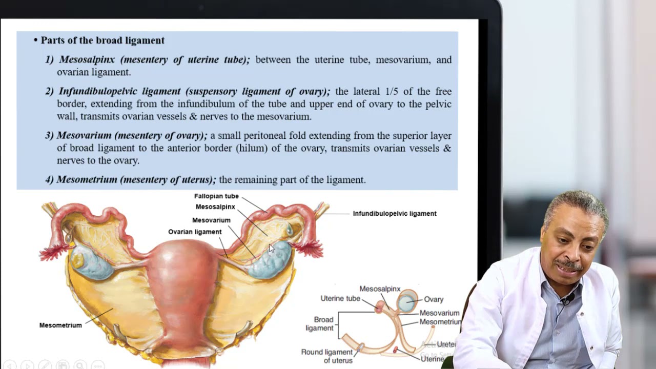 Uterus Ligaments Anatomy