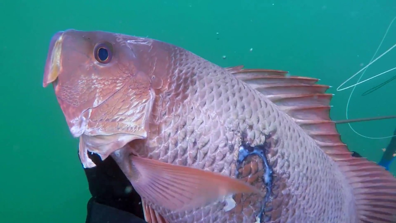 Spearfishing Coffs Harbour - YouTube