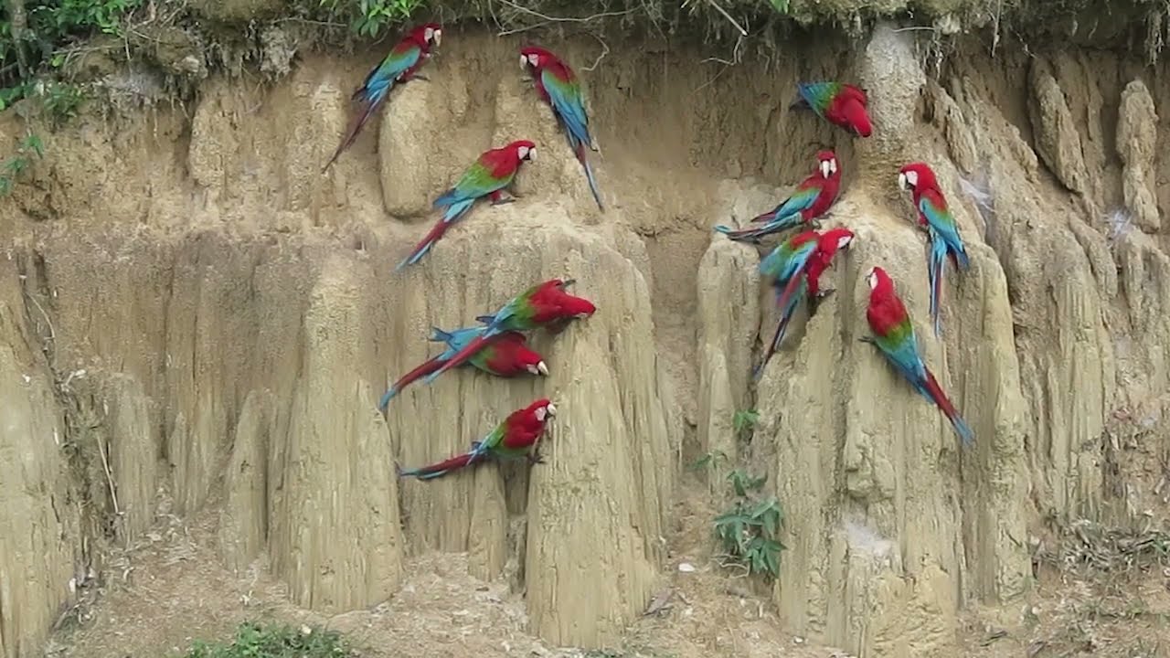 Eat Dirt!? Amazing Red and green Macaw in Clay Lick in Tambopata - YouTube