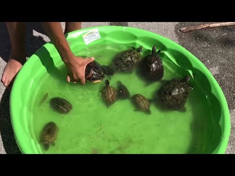 Turtle Catching Challenge! How Many Can We Catch?!? - YouTube