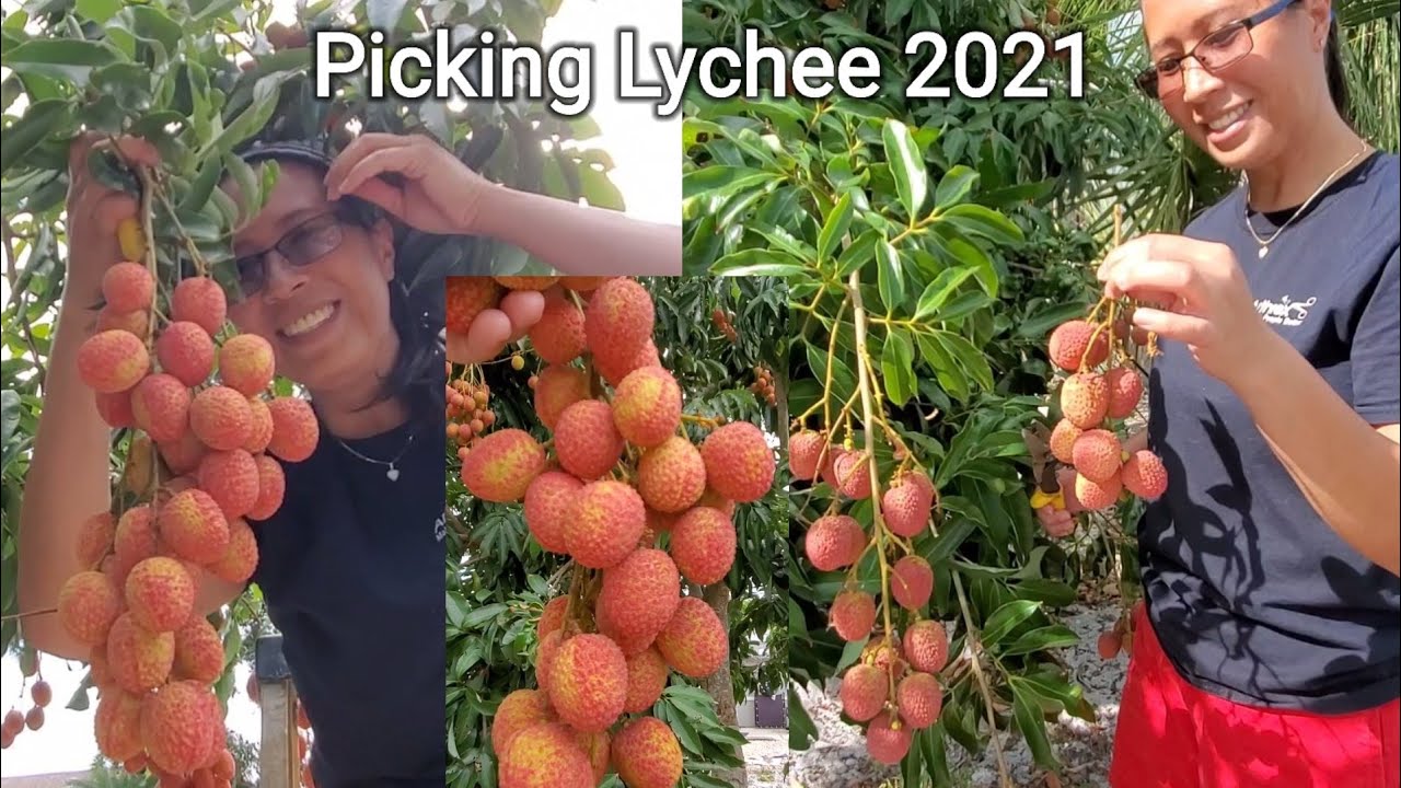 2021 Lychee season has begun in SW Florida. - YouTube