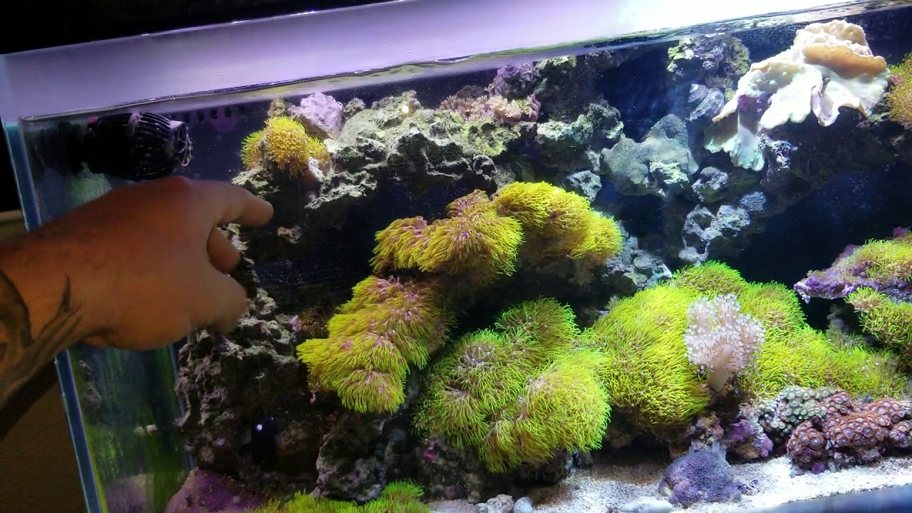 No water change reef tank - YouTube