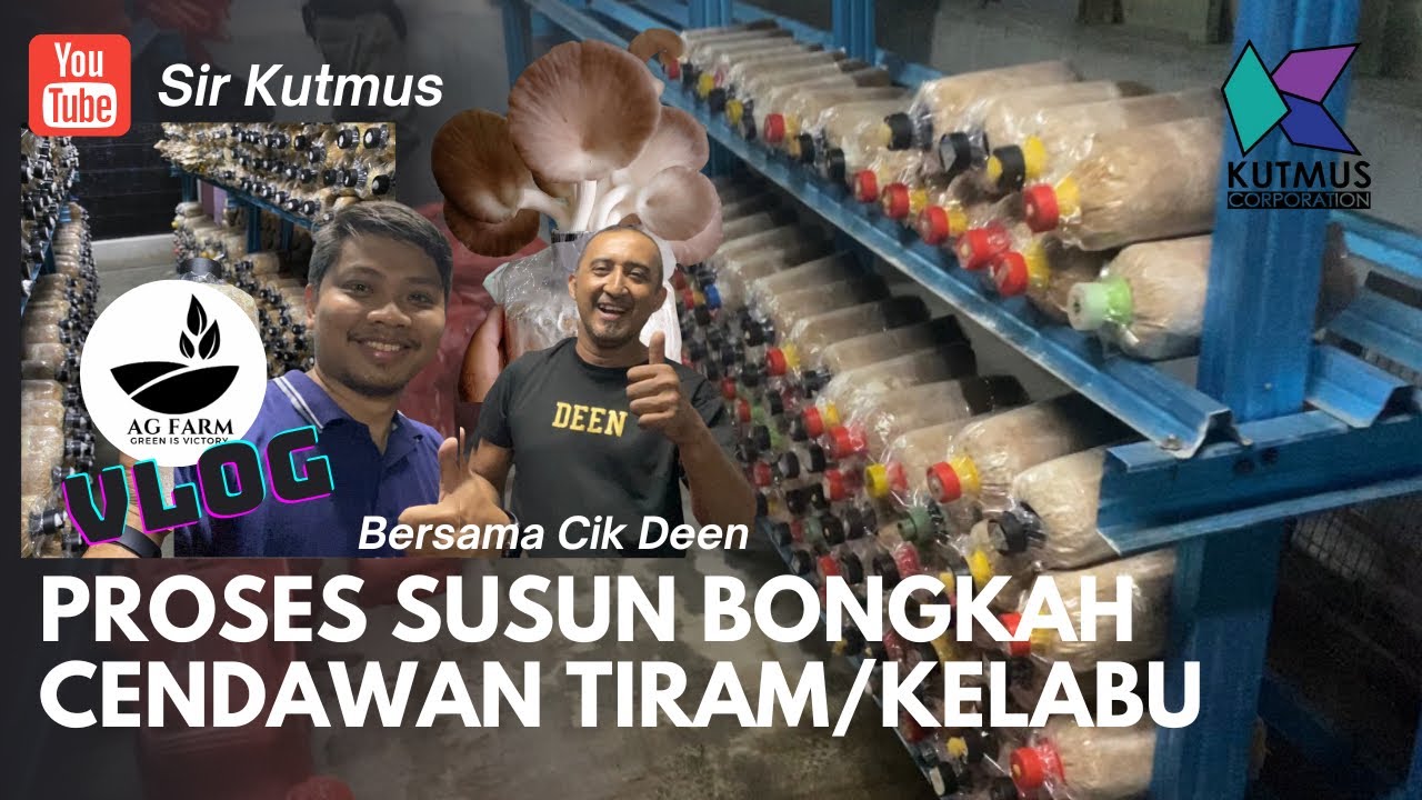 Proses Susun Cendawan Atas Rak Di AG Farm - YouTube
