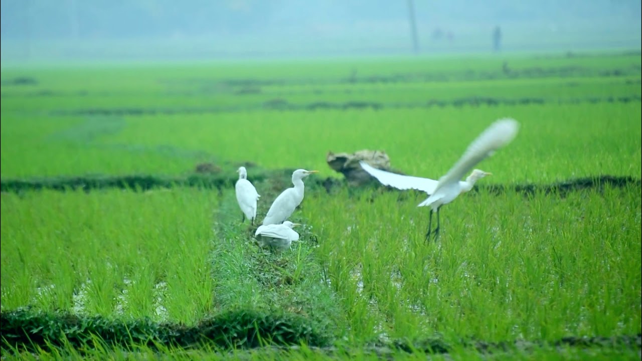 EGRET #birds #wildlife - YouTube