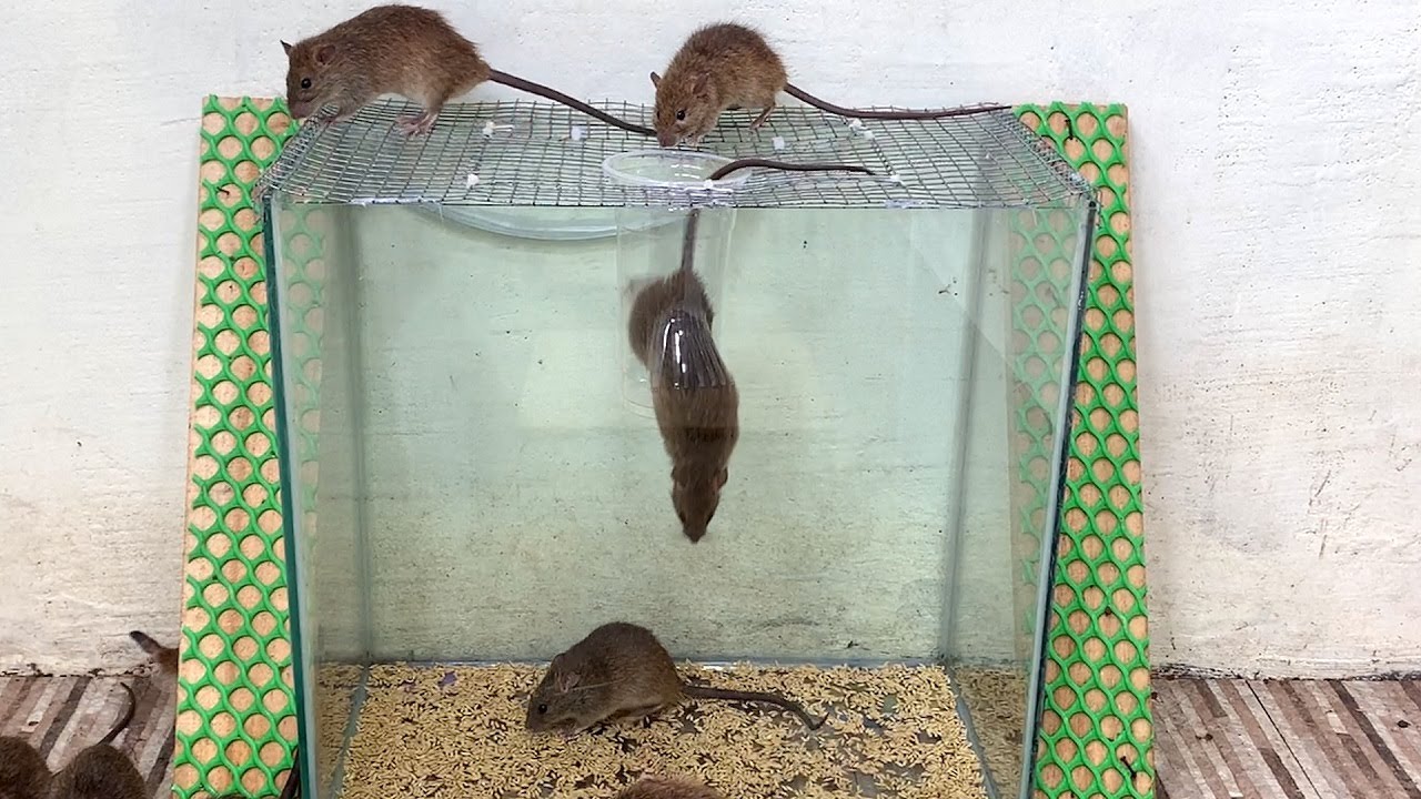 Make a mousetrap with a plastic cup // Make an effective mousetrap ...