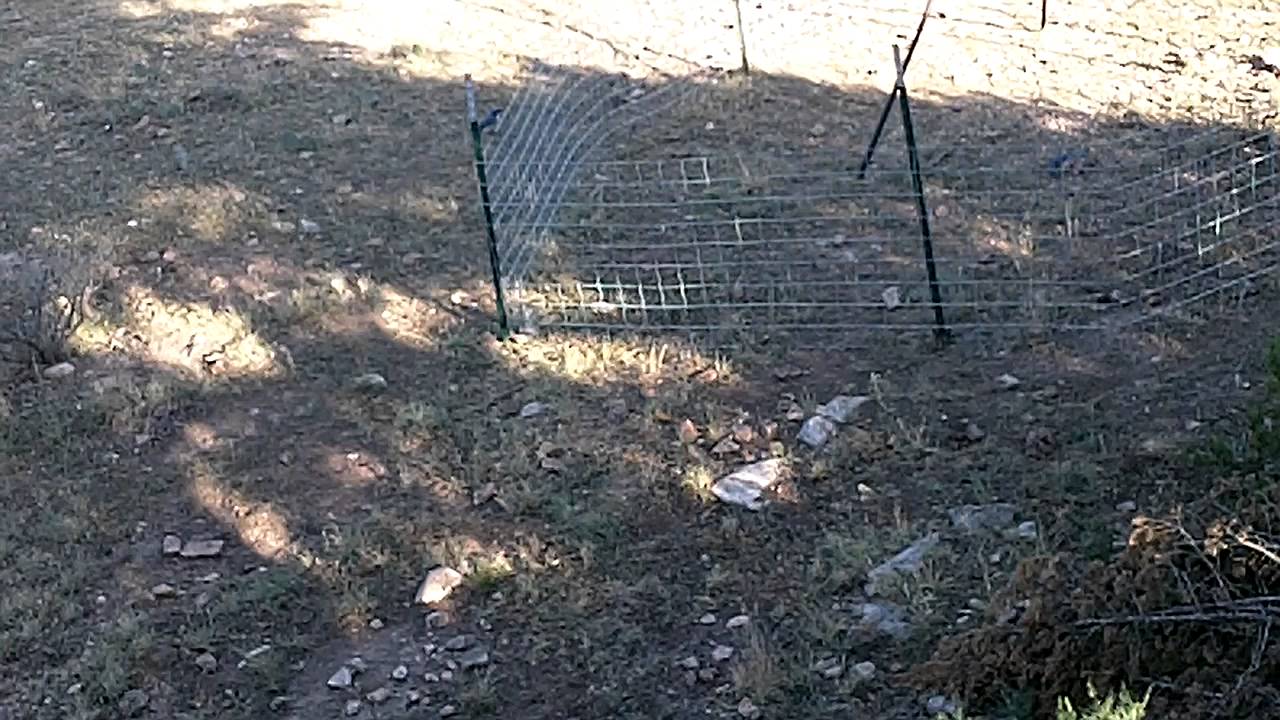 Turkey Guillotine - Irion County (11/3/12) - YouTube