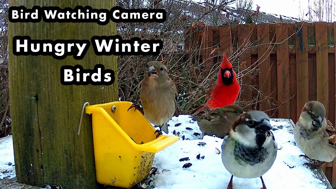Bird Watching Camera - Winter Birds Visiting The Birdfeeder - YouTube