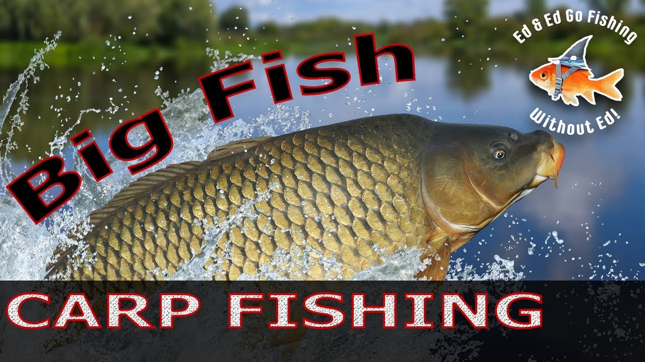 Sight Fishing for Carp with Bread - YouTube