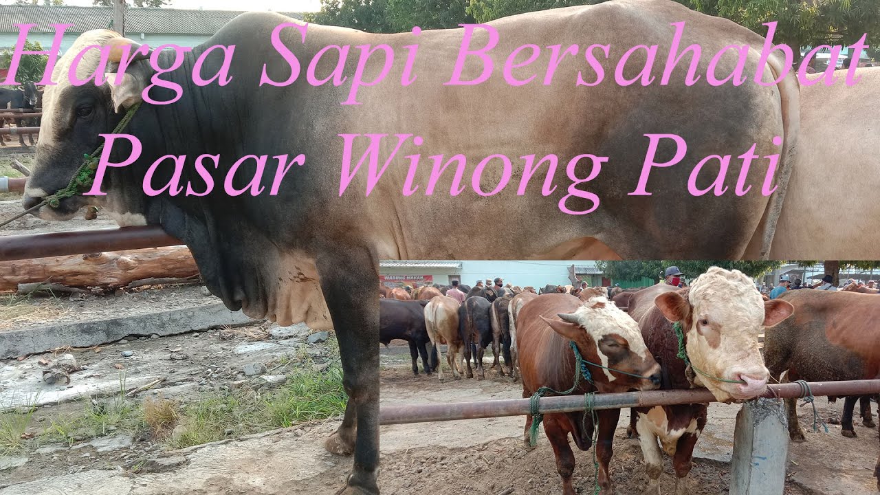 Sapi Murah Bos||Harga Bersahabat 17-20 Juta||Pasar Winong Pati - YouTube
