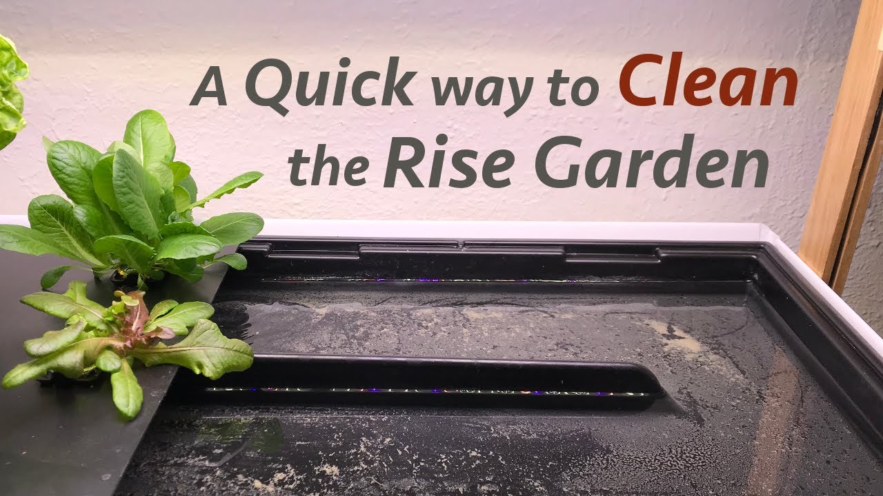 Quick Way to Clean a Rise Garden - YouTube