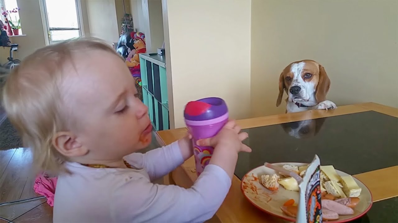 Beagle's Breakfast Bargain: A Tale of Greed and Cuteness - YouTube