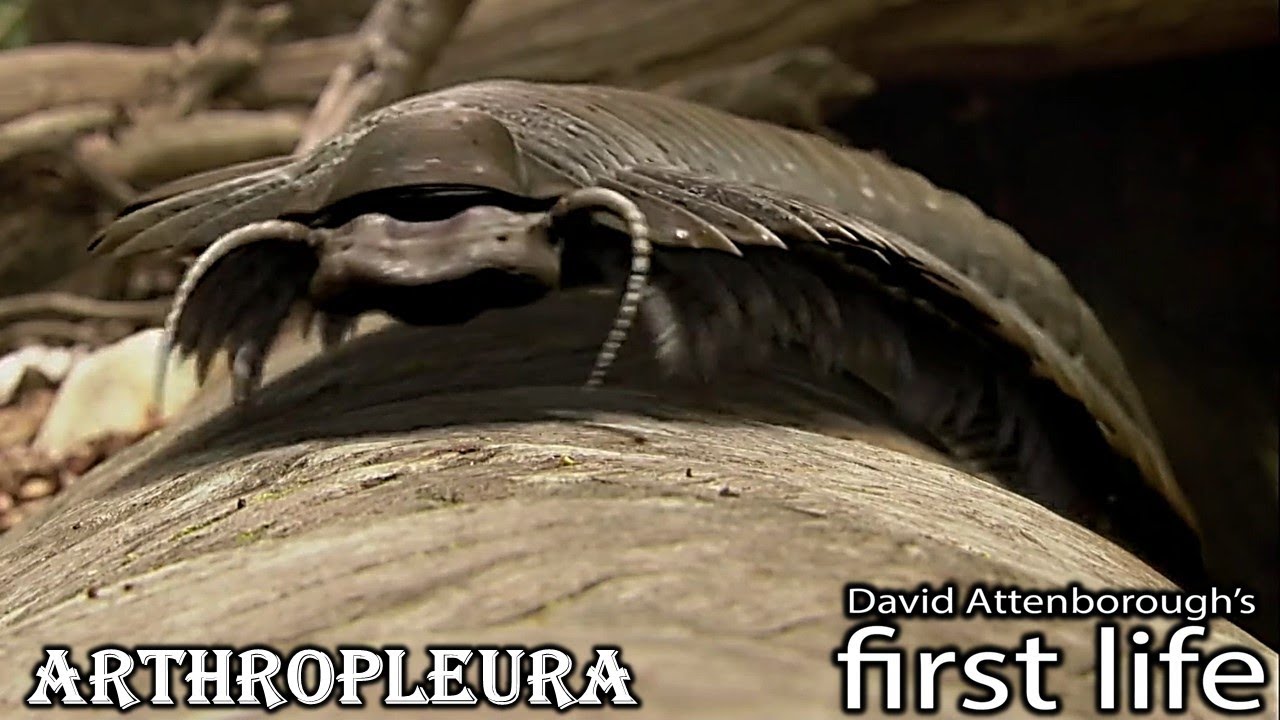 David Attenborough First Life arthropleura screen time - YouTube