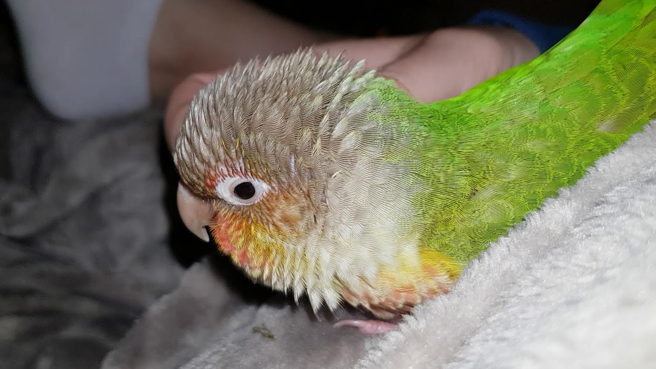 Câlin conure très gentil perroquet - YouTube