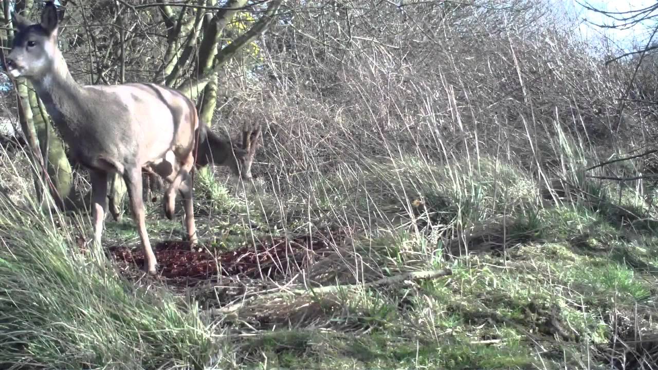 Roe deer Camera trap - YouTube