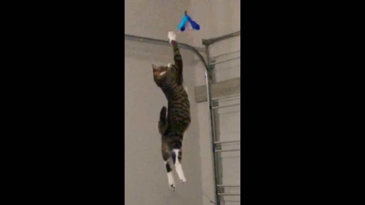 Amazing cat slow motion jump - YouTube