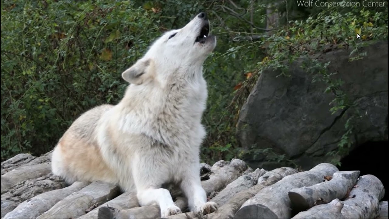 Me looking at wolves - YouTube