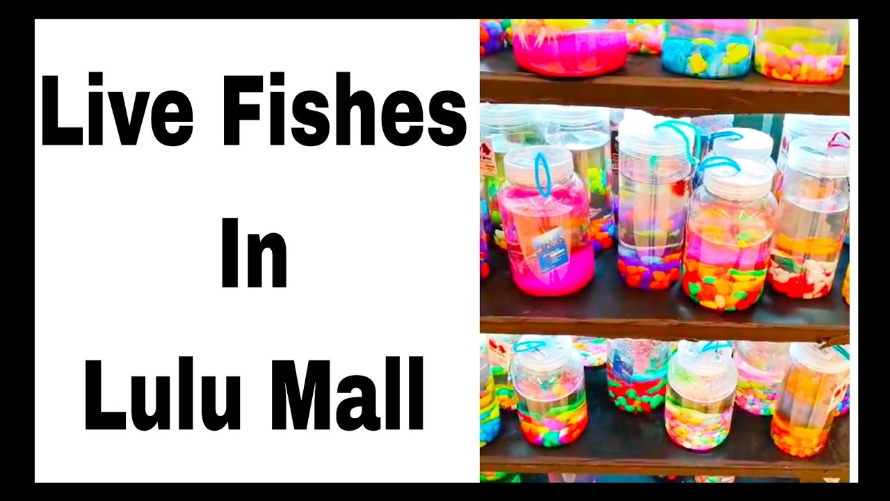 LIVE FISHES IN LULU MALL 🐠🐟🦈 #lulumall #fish #hyderabad - YouTube
