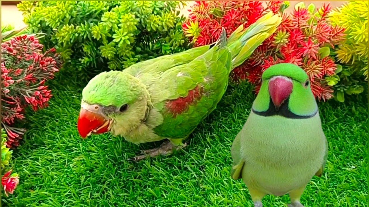 Amazing parrot voice | parrot sound natural |@Fantasticparrot - YouTube