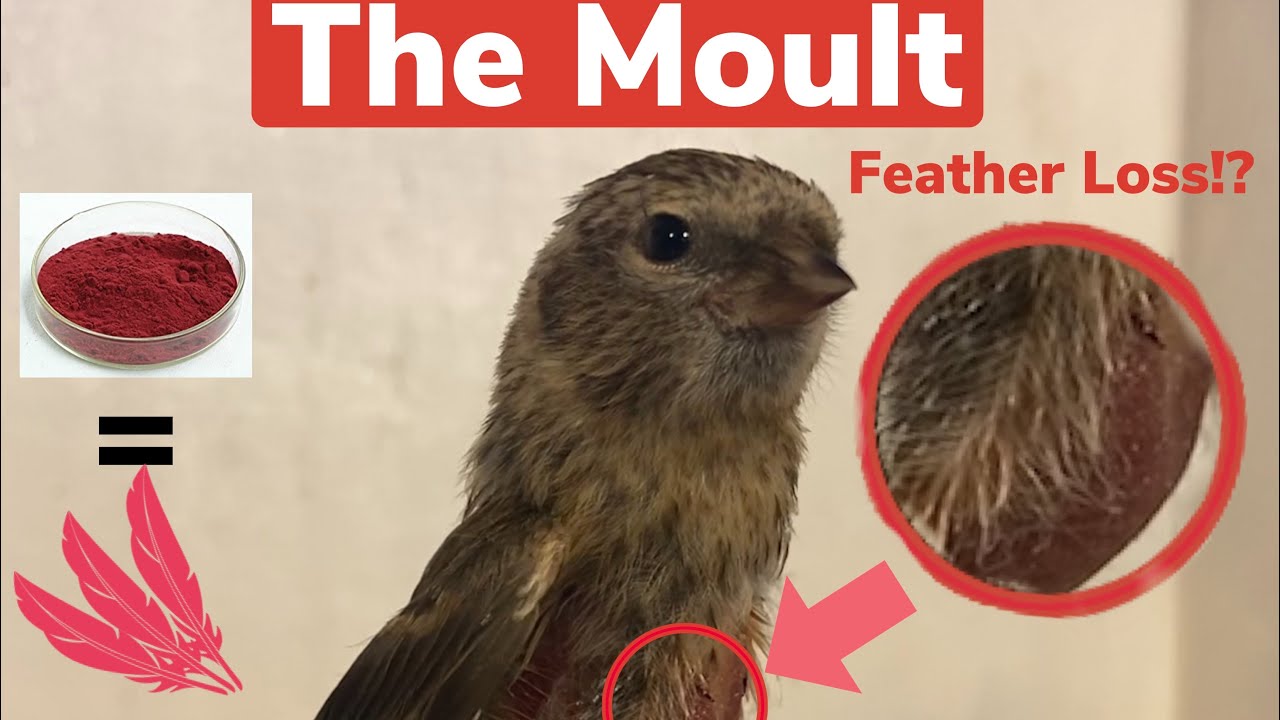 How to prepare birds for the moult - moulting and colour feeding ...